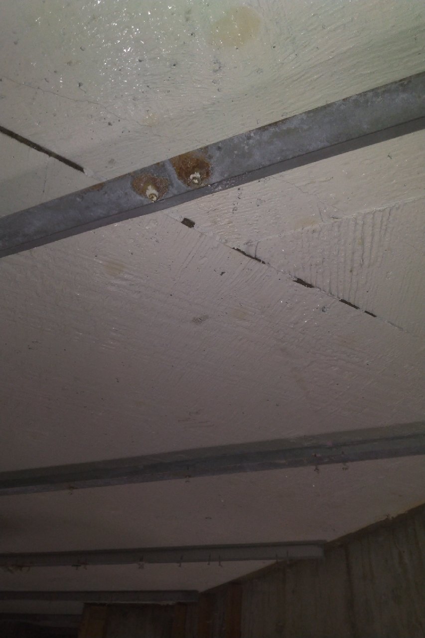 Cold Room Mold - Maple Leaf Mold